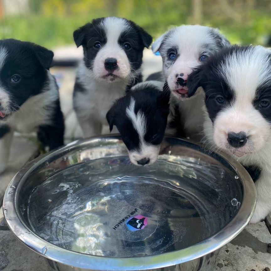 Бордер Колли помощник на ферму