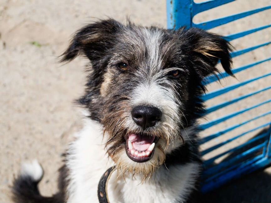 Собака Ёжик в добрые руки