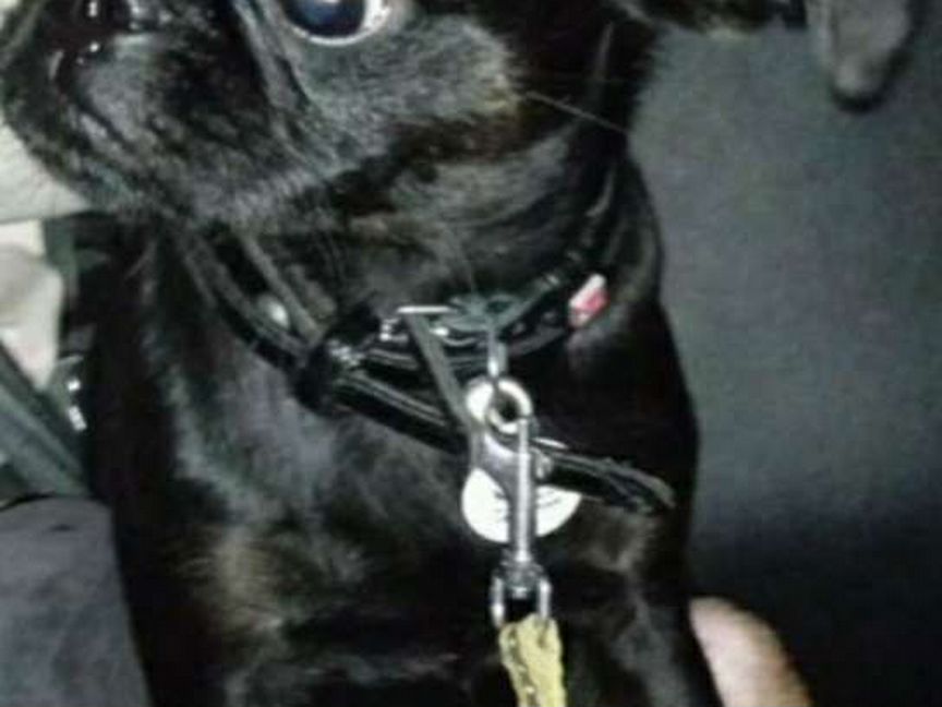 Пти брабансон