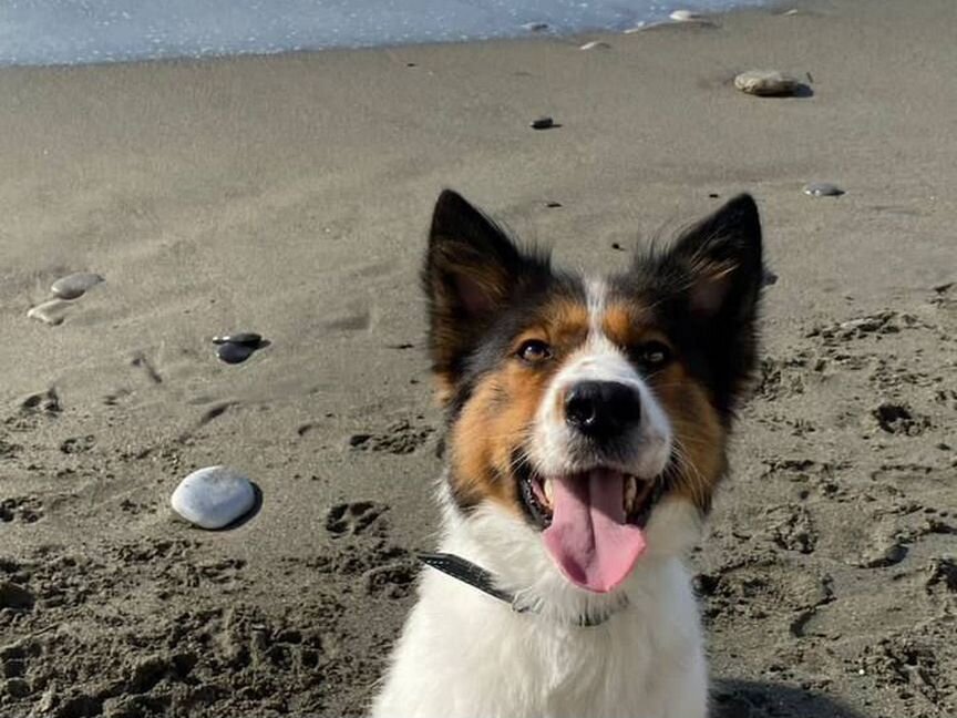 Потрясающий пёс Амурчик в дар