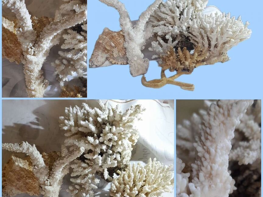 Морские кораллы и ракушки
