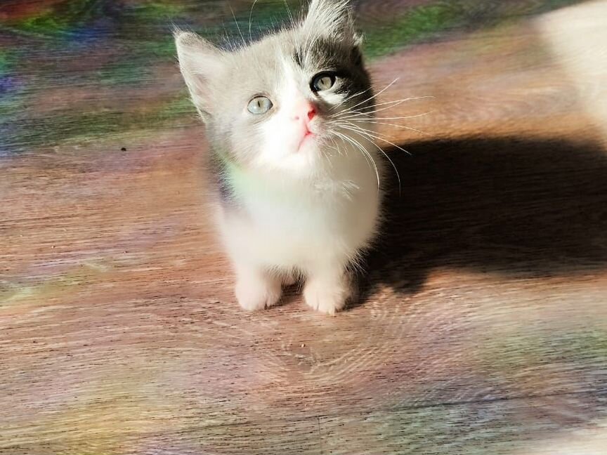 Отдадим в хорошие руки все котята:мальчики 1 месяц