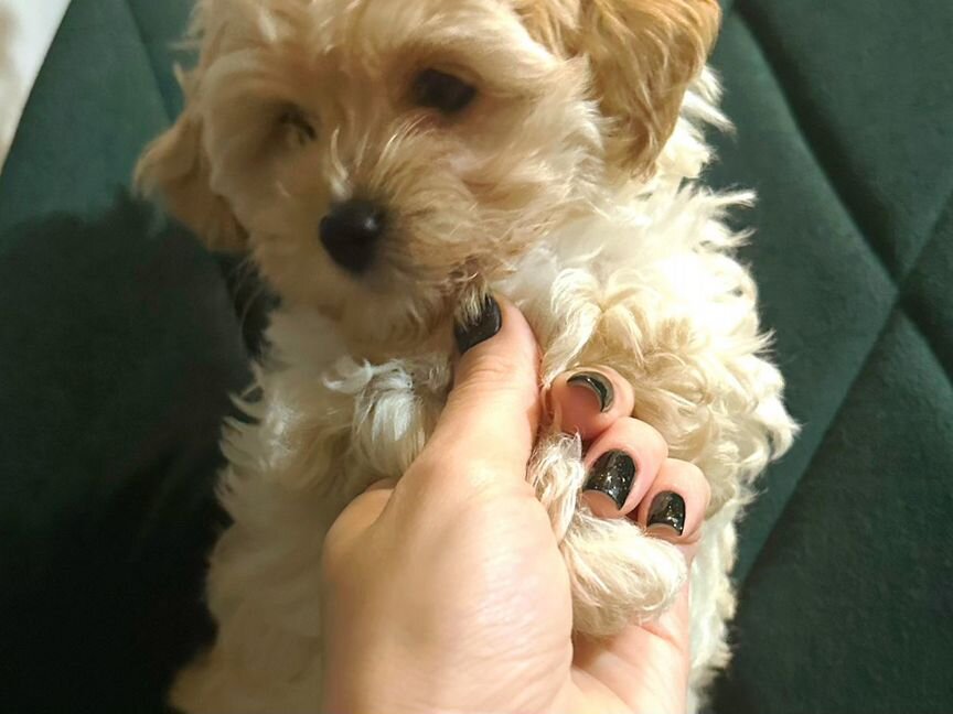 Щенки мальтипу