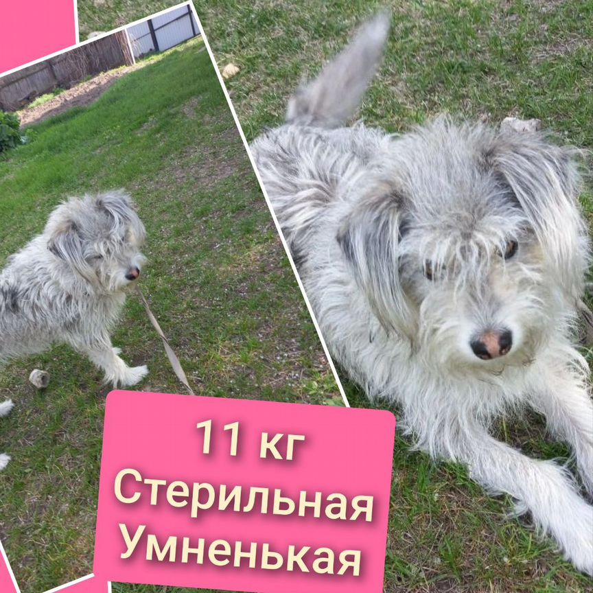 Взрослая собака в добрые руки