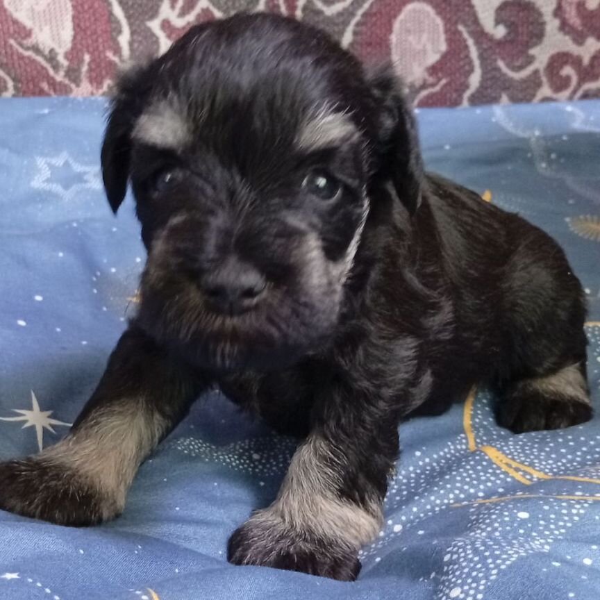 Цвергшнауцер, щенок