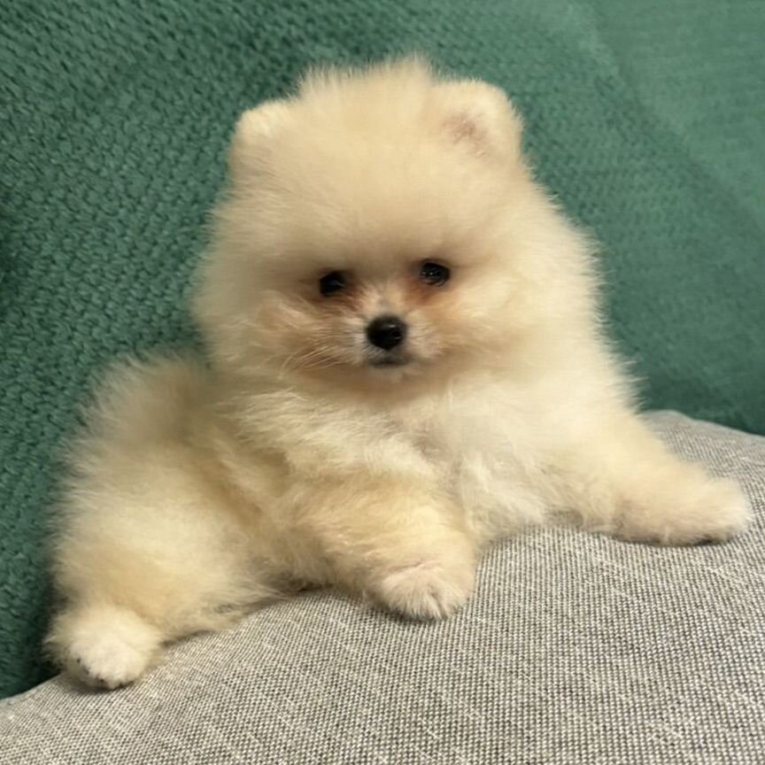 Померанский шпиц, щенок