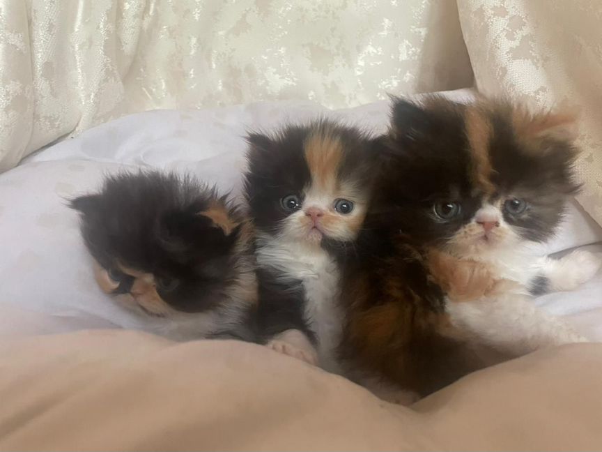 Персидские котята экстремалы
