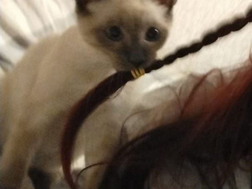 Чистопородный тайский котик