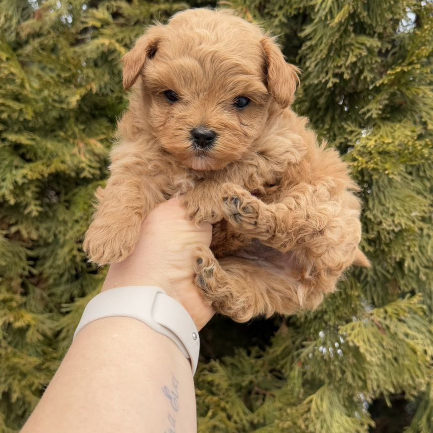 Мальтипу ф1 мальчик единственный и неповторимый)