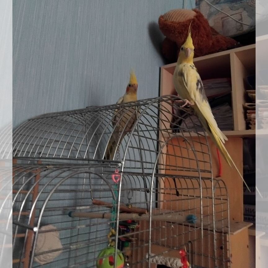 Попугай кораллы