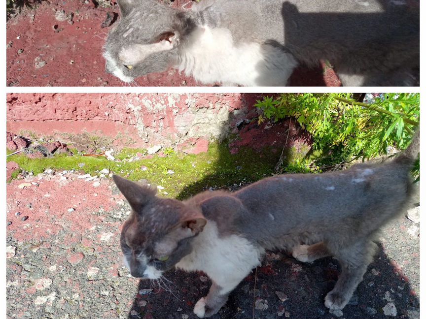 Котейка на улице