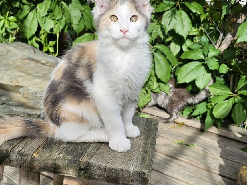 Котята мейн-кун