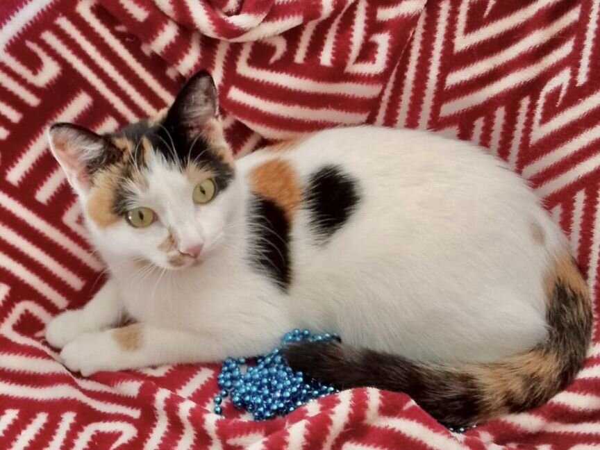 Трехцветное чудо на счастье