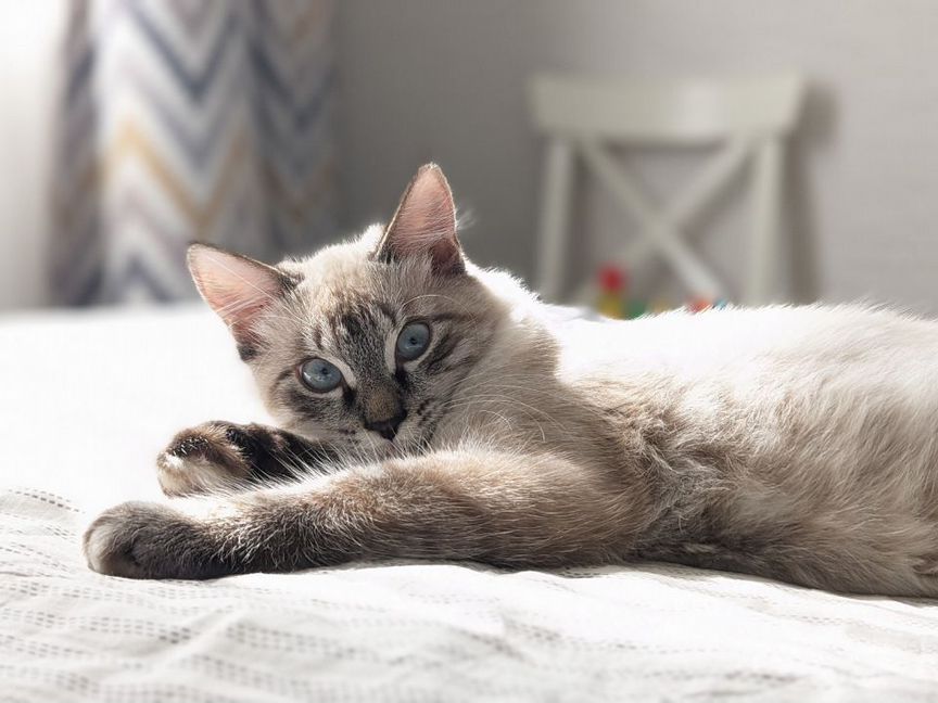Отдам в добрые руки кота Невская Маскарадная