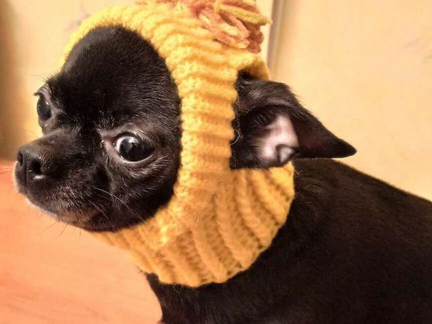 Шапочки для собак мелких пород