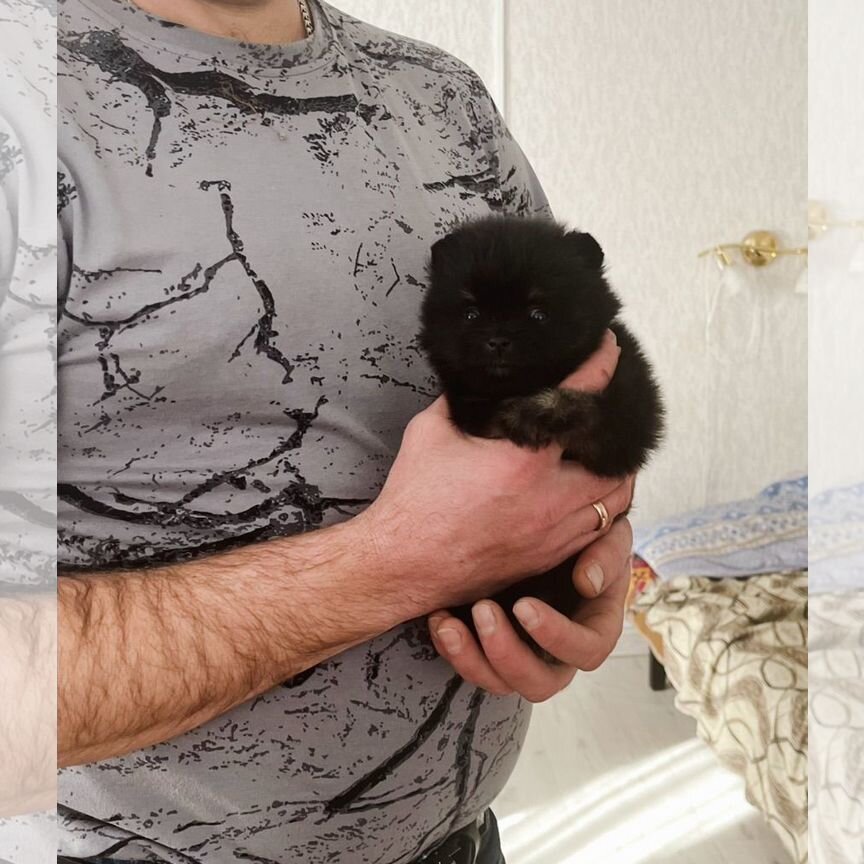 Щенок шпица