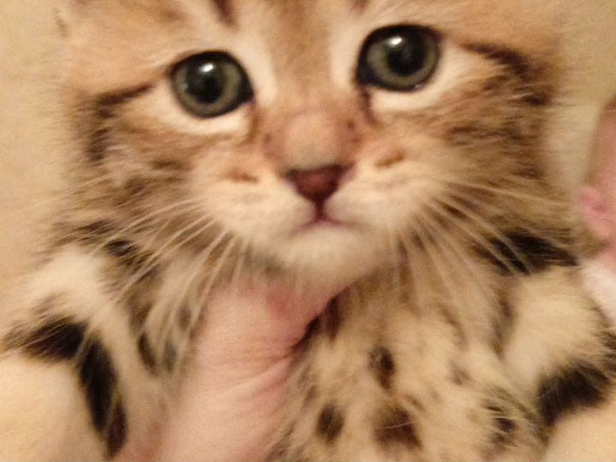 Кошка