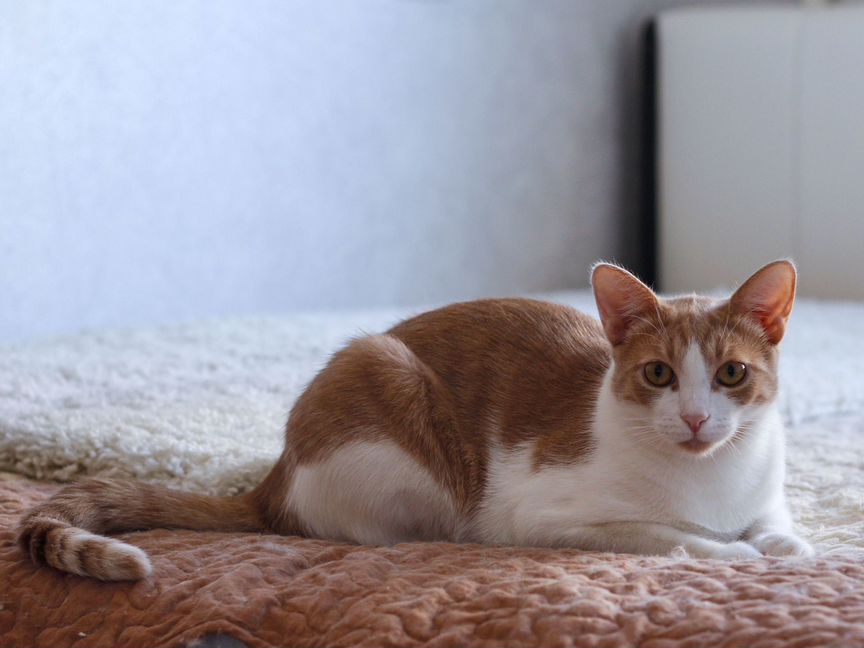 Нильс хочет домой