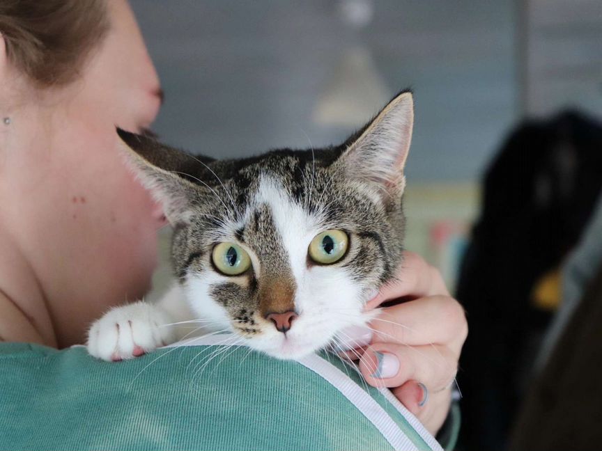 Котенок в добрые руки бесплатно