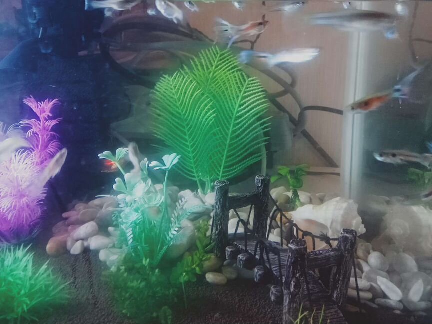 Рыбки гуппи и креветки вишни бесплатно