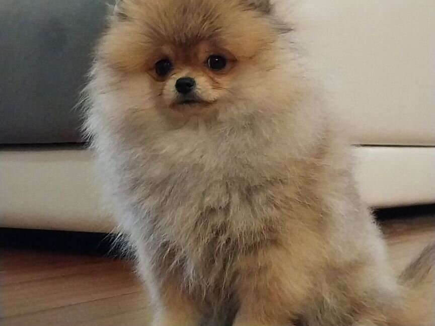 Щенок шпица к Новому Году