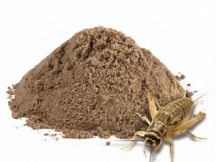 Мука из сверчков