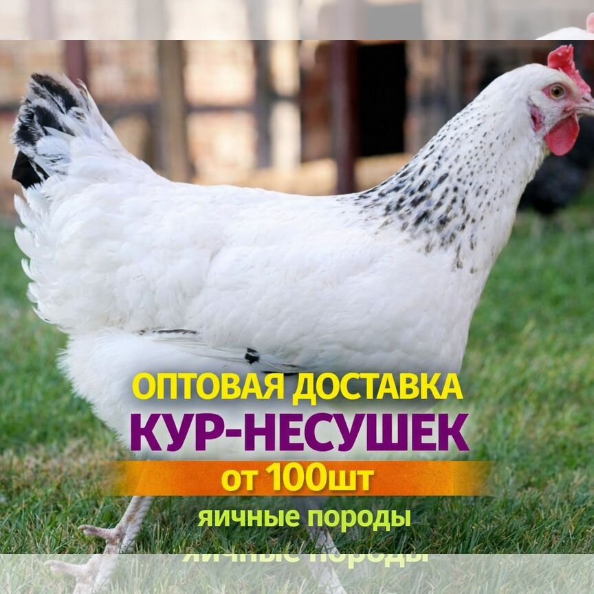 Несушка молодка Куры отптом Доставка