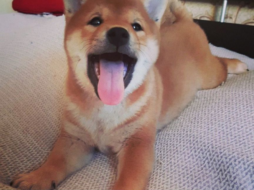 Сиба ину щенки