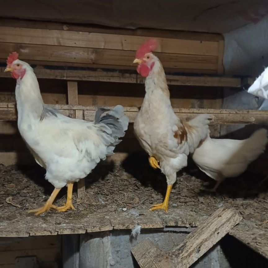 Молодые петухи