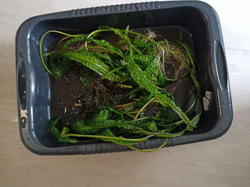 Растения для аквариума бесплатно