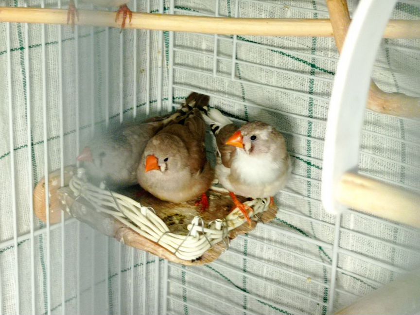 Зебровые амадины