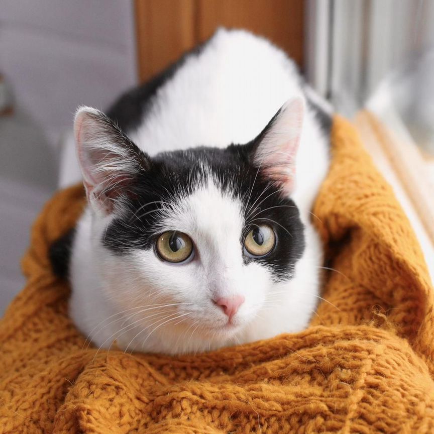 Неотразимый котейка Мокко ищет дом