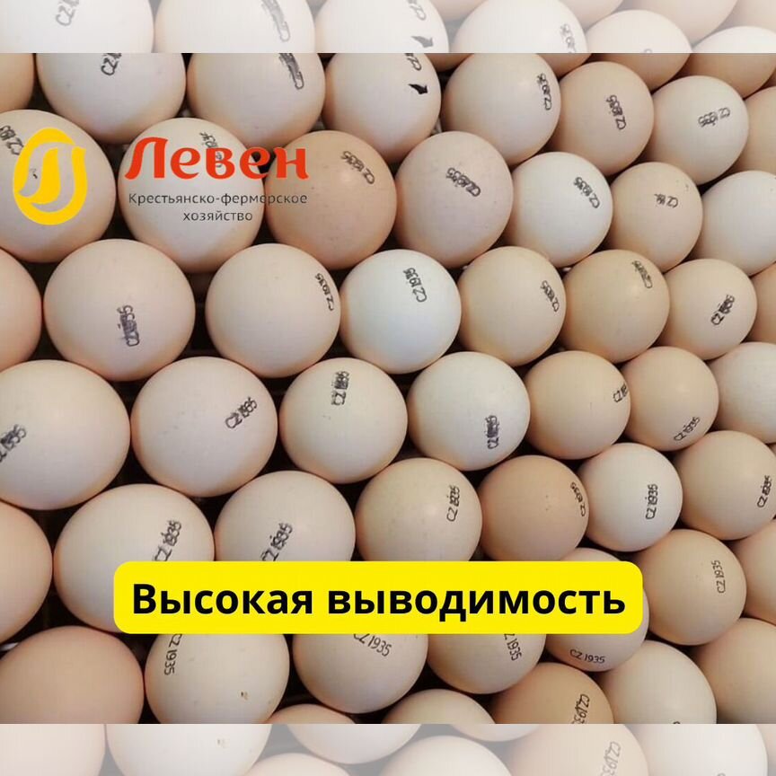 Импортное инкубационное яйцо Росс 308