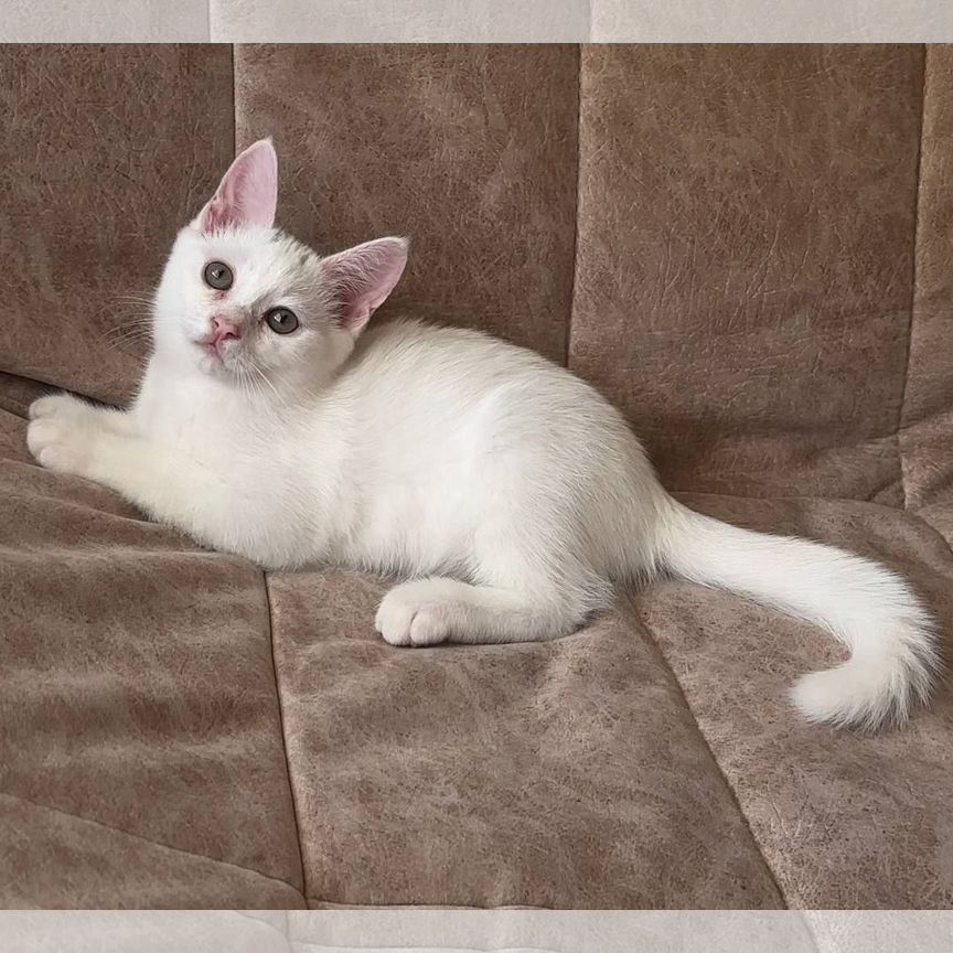 Котёнок