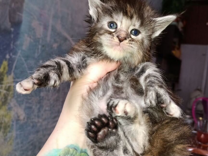 Кошка Полидакт на серебре