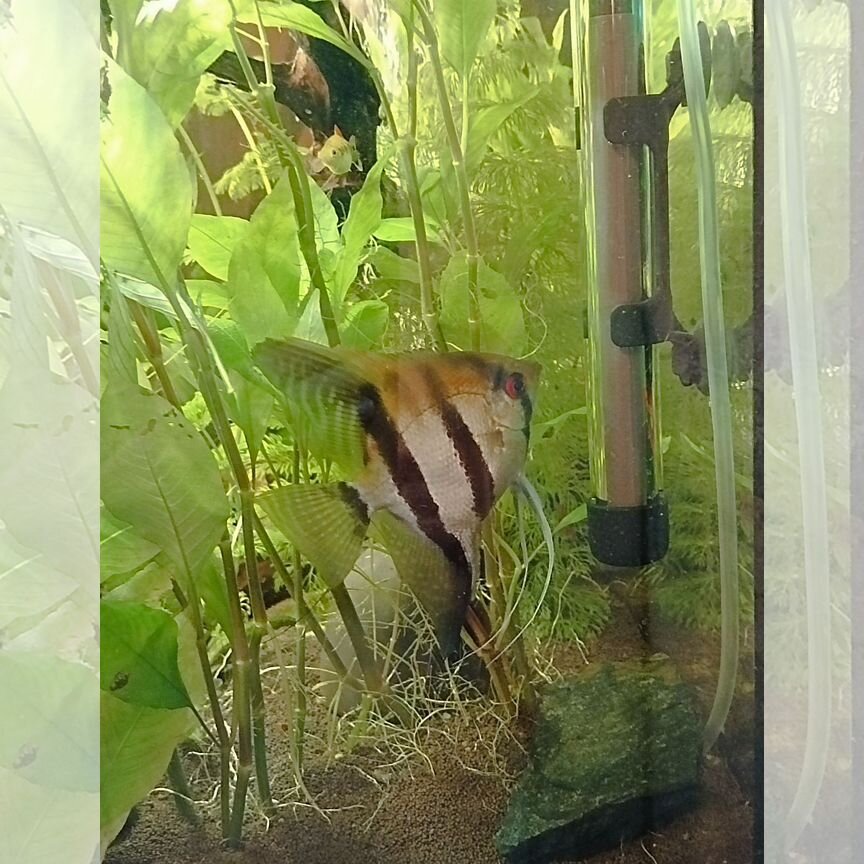 Скалярия зебра