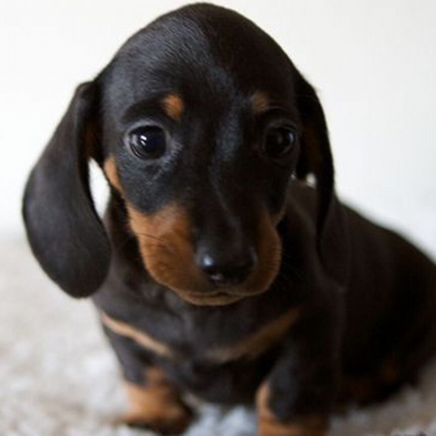 Такса, щенок