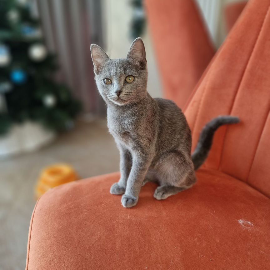 Котята в добрые руки бесплатно