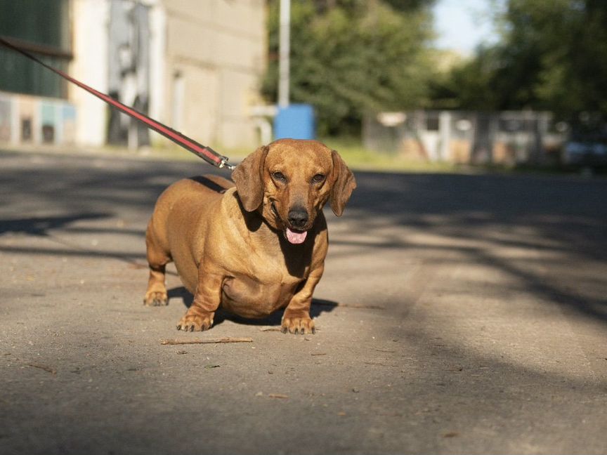 Толстенькая такса ищет семью