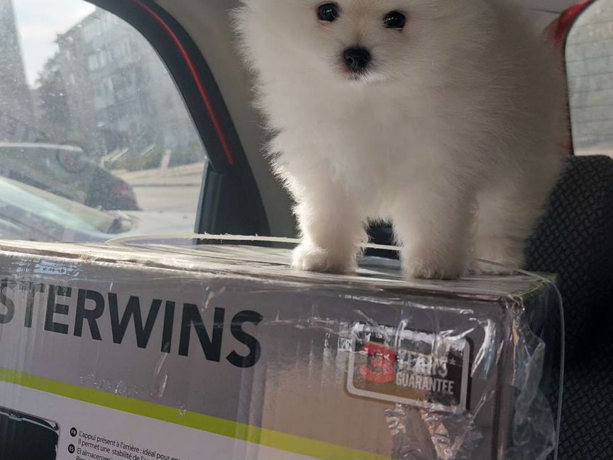 Белые шпиц мини мишка