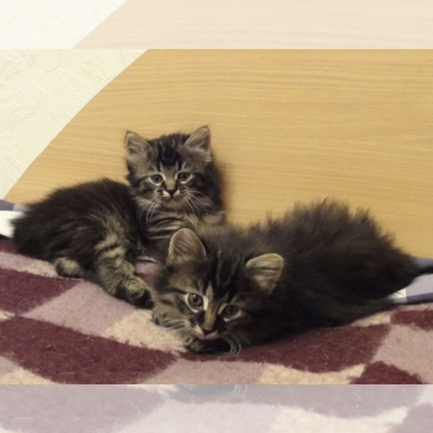 Сибирские котята
