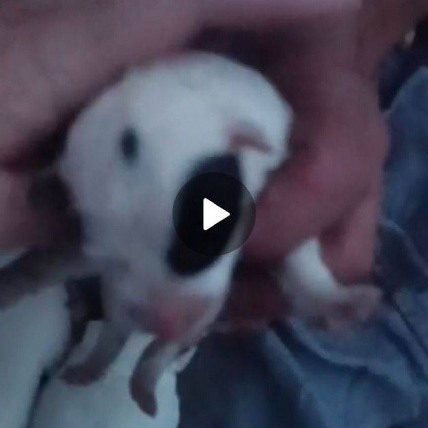 Щенята в добрые руки