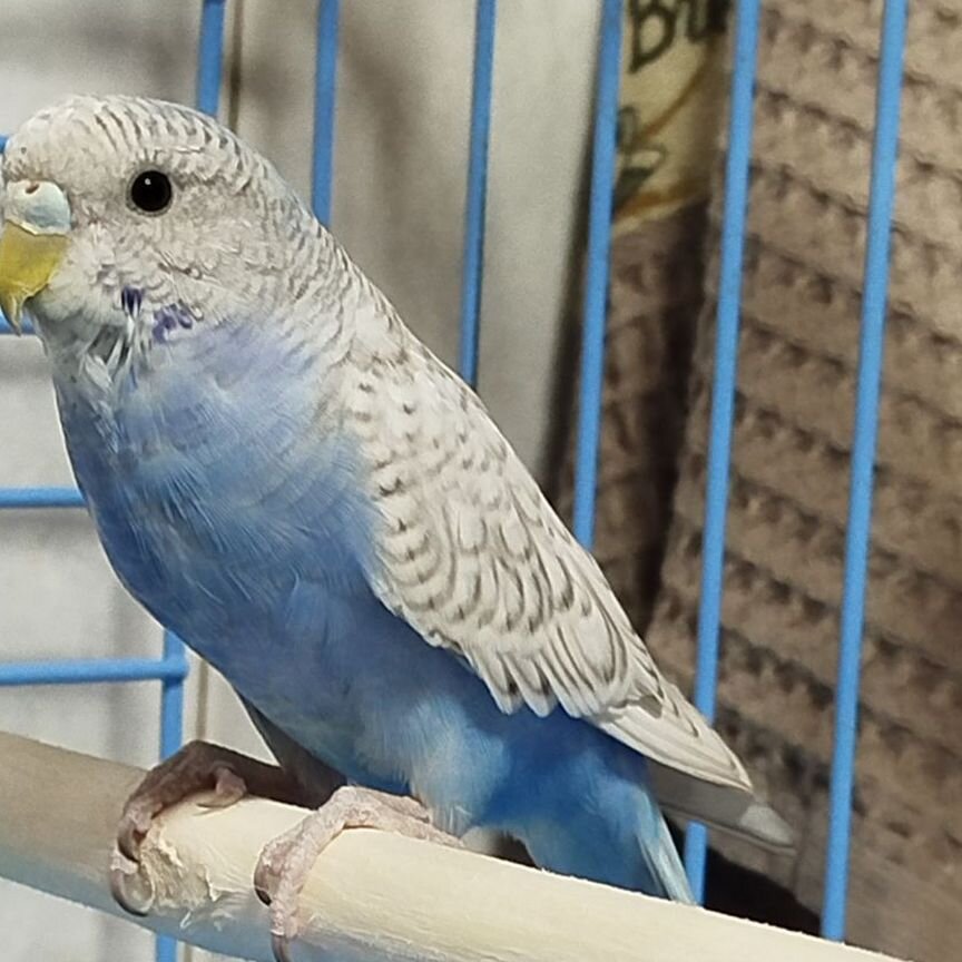 Волнистый попугай