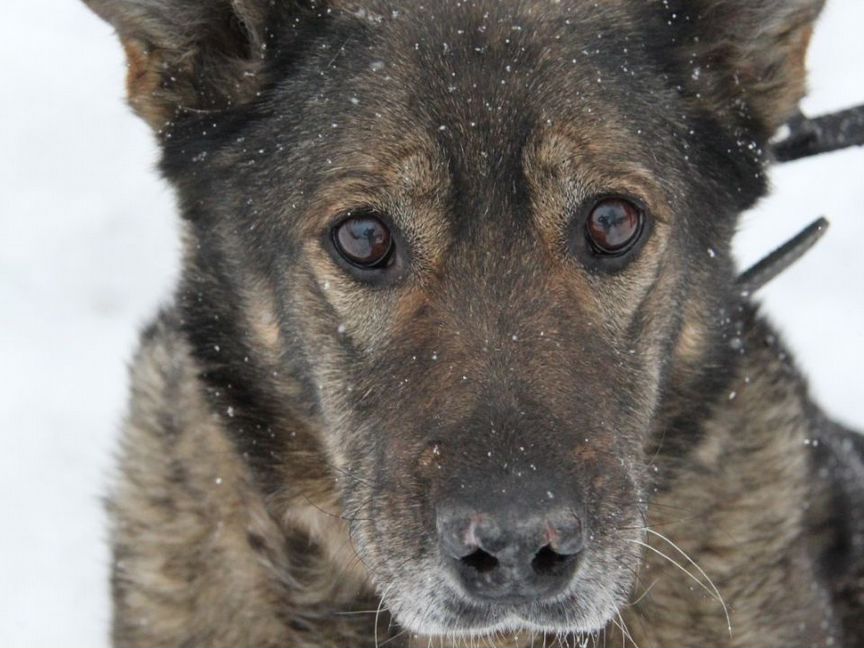 Подарите счастье приютской собаке