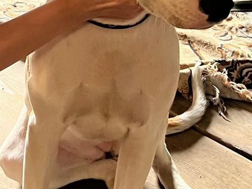 Стаффордширский терьер в добрые руки