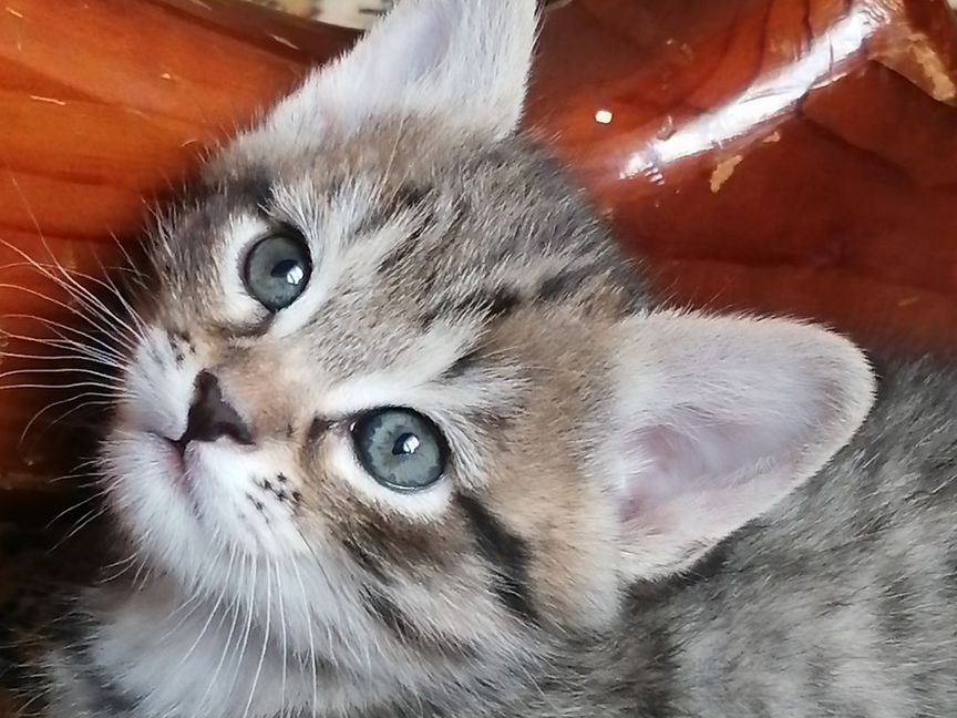 Котята в дар