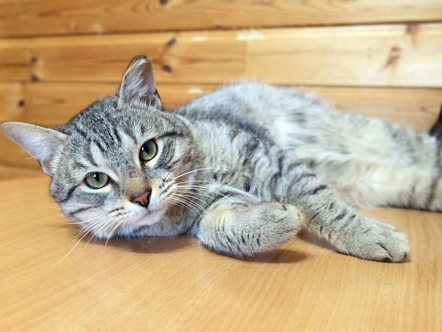 Кот молодой серо дымчатый ручной