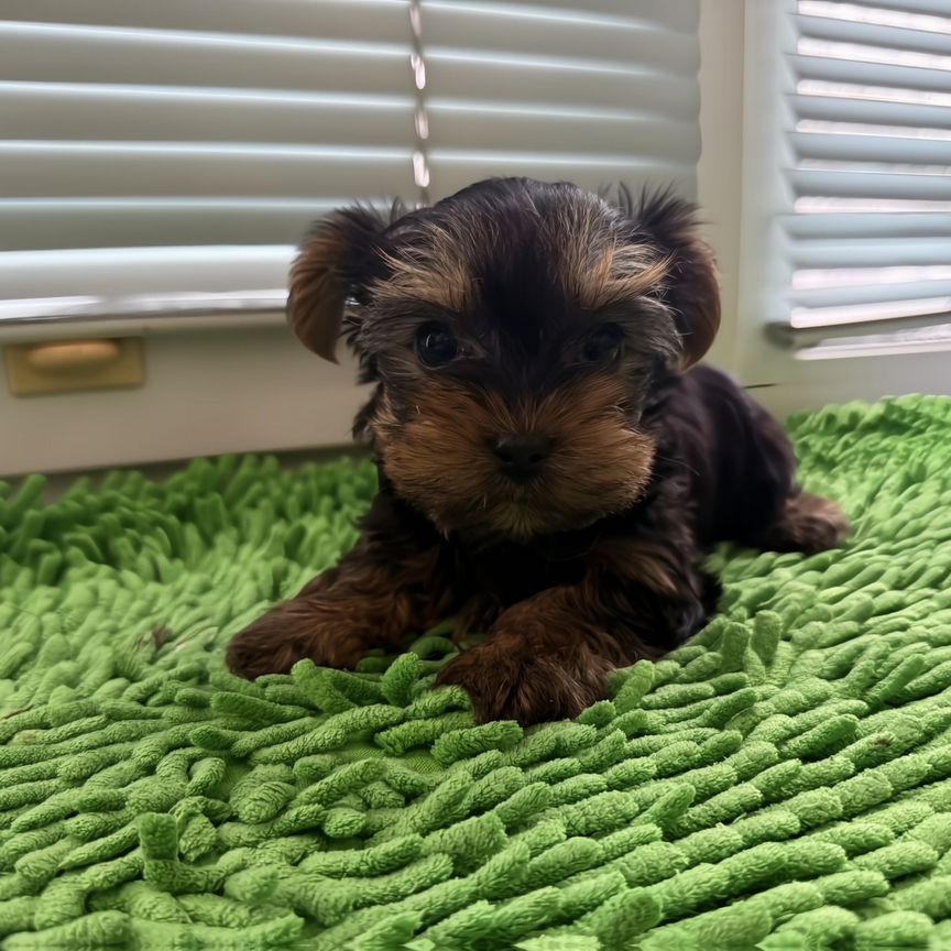 Йоркширский терьер, щенок