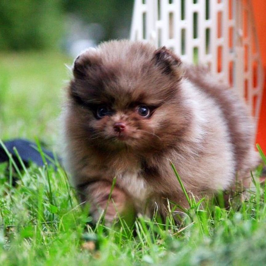 Шоко-мерле померанский мальчик