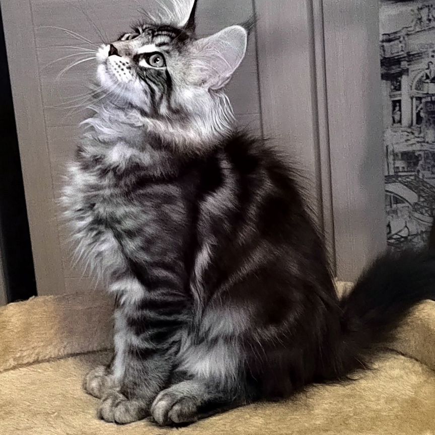 Мейн-кун серебристого окраса